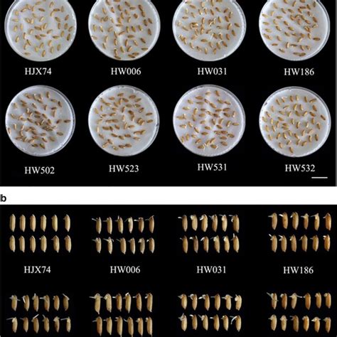 Substitution Mapping Of Low Temperature Germinability Qtls In Rice The