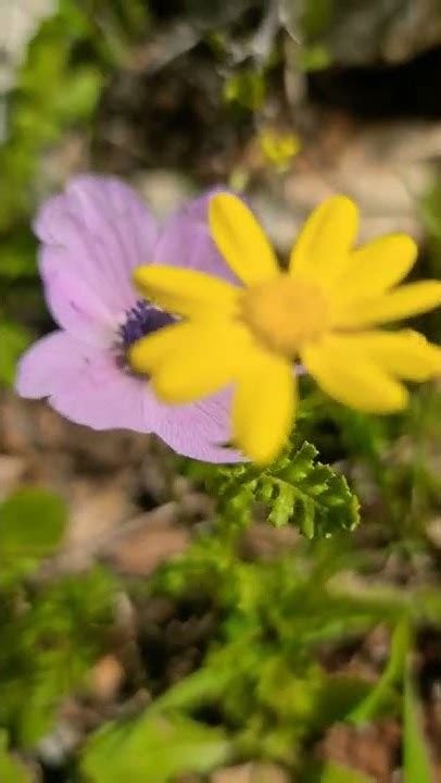 ربيع قرية جديتا اربد لواء الكورة Youtube