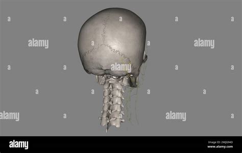 Occipital Lymph Nodes Lymph Node Occipital Lymph Nodes Pediatric
