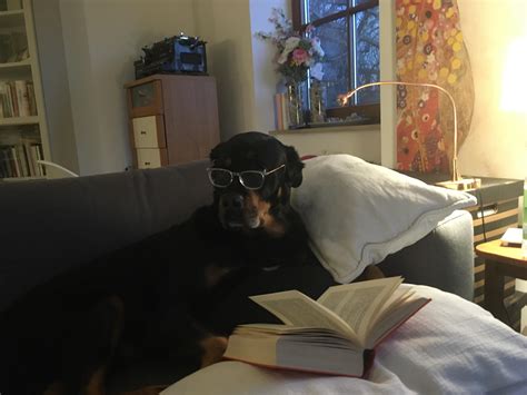 Dr Prof Rotty Scrolller