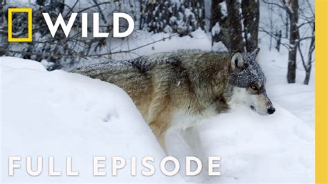America The Beautiful Wild Winter Feast Or Famine Full Episode