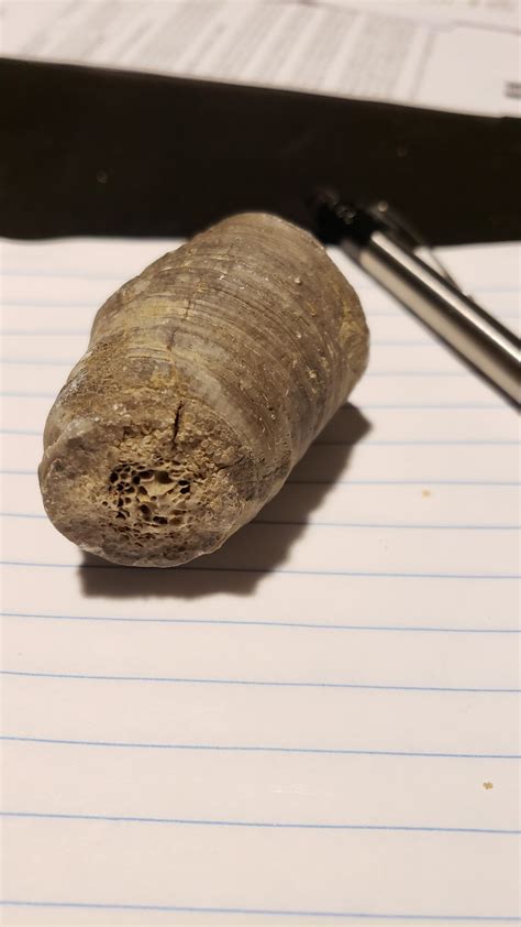 Help Identify This Fossil Album On Imgur