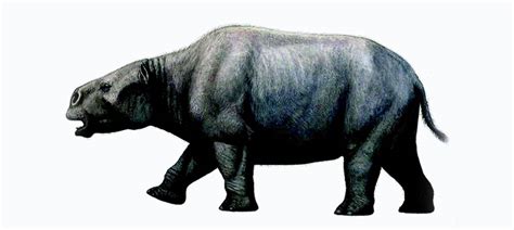 What Was Toxodon Natural History Museum