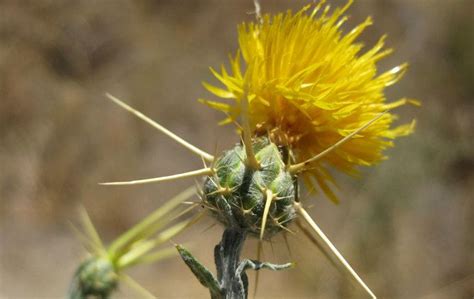 Noxious Weed Alchetron The Free Social Encyclopedia