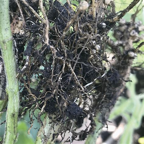 Soybean Cyst Nematode In Crosshairs For Food Grade Soybeans Manitoba