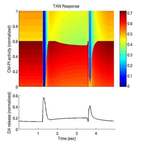 The Tight Coupling Between Striatal Daergic Cholinergic And