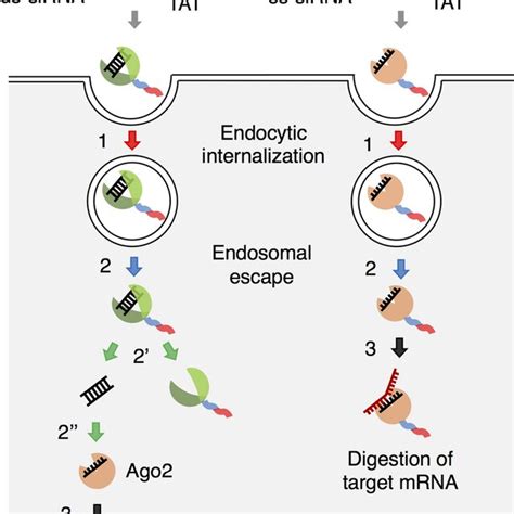 Schematic Representation Of The Cytoplasmic Delivery Of Sirna In This