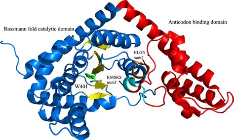 Iucr The Crystal Structures Of Apo And Tryptophan Bound Tryptophanyl