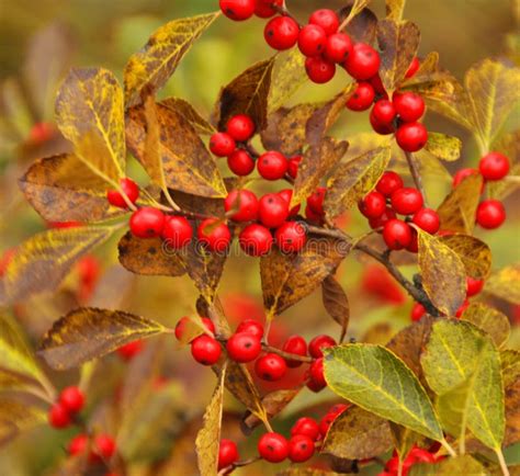 Fall Berries Stock Image Image Of Eastern Foliage 123941185