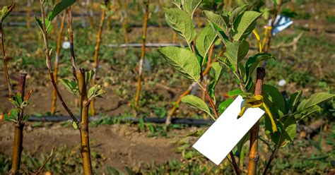 Best Fertilizer For Pear Trees When To Feed Your Pear Trees The Garden Magazine
