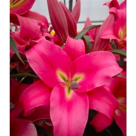Lily Profundo 3 3头普罗芬多 5 Stalks Cn G Flower Wholesale