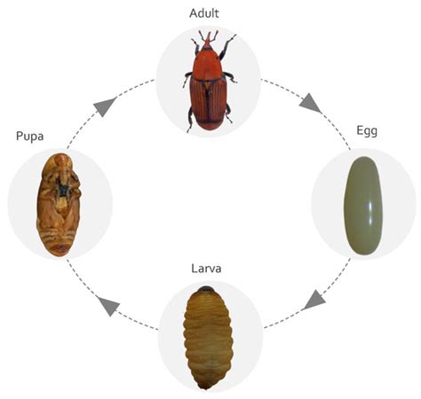 Omics In The Red Palm Weevil Rhynchophorus Ferrugineus Olivier