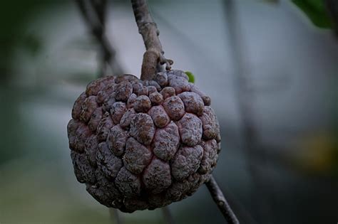 30000 Free Custard Apple Images And Apple Images Pixabay