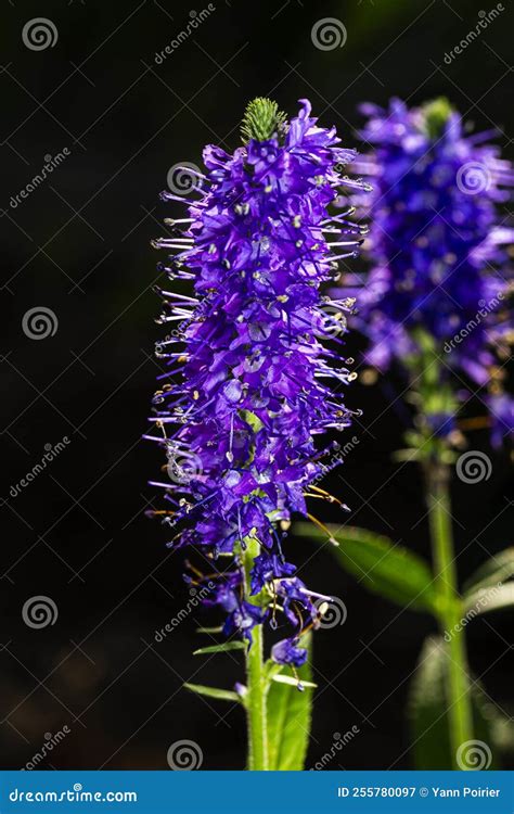 Purple Veronica Spicata Established Flowering Plants In Herbaceous Border Royalty Free Stock