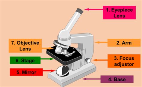 Biology Year 9 B1 Cell Biology Flashcards Quizlet