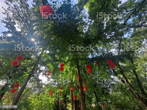 공원 베이징 중국에서 축하를 위해 전통적인 중국 빨간 등불로 장식 된 나무 중국에 대한 스톡 사진 및 기타 이미지 중국 0명 공원 Istock