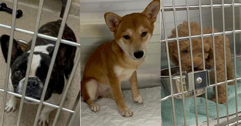 Frenchies Doodles And More Specialty Breed Dogs Going Up For Adoption