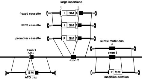 Aav Gene Targeting Vectors Diagrams Of Aav Vectors Designed To Modify