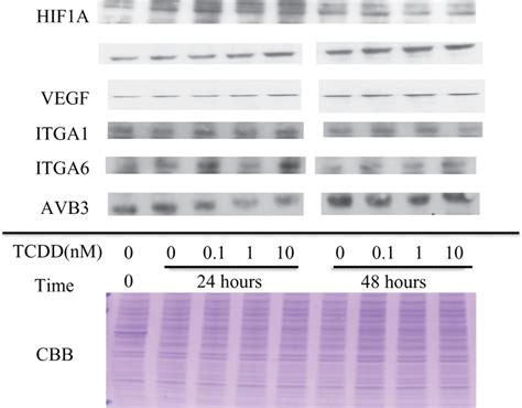 Immunoblotting Analysis Asynchronously Growing Cells Were Incubated Download Scientific