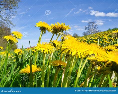 Dandelion Or Also Called Dandelion In Yellow Color Yellow Flower On A