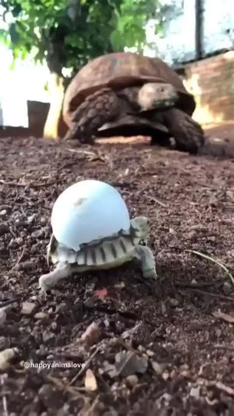 Mom Theres A Shell On My Shell Scrolller