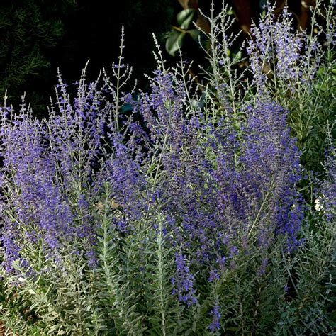 Blue Steel Russian Sage Seeds Park Seed