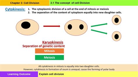 Sb015 Cytokinesis Youtube
