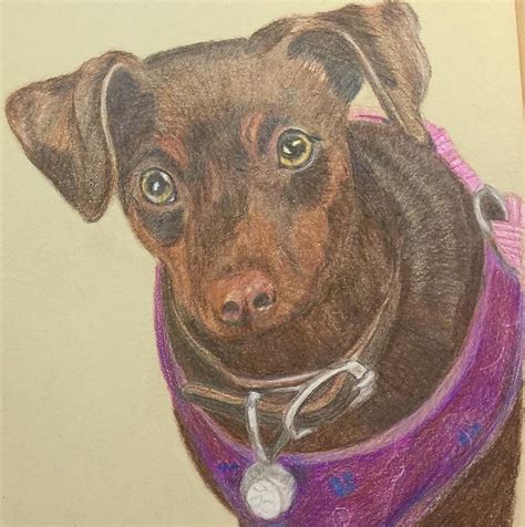 Peyton Drawing By Marylou Carter Fine Art America
