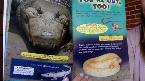 Who Would Win Alligator Vs Python By Jerry Pallotta Youtube