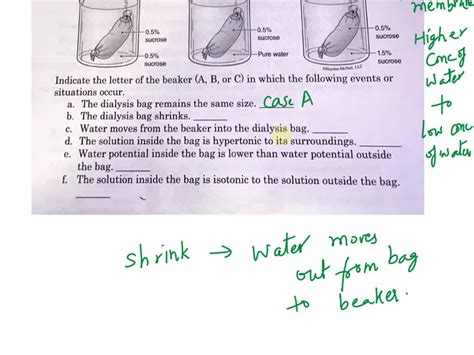 Solved 0 5 Sucrose Solution Is Placed In Beakers Dialysis Bags Are Not Permeable To Sucrose
