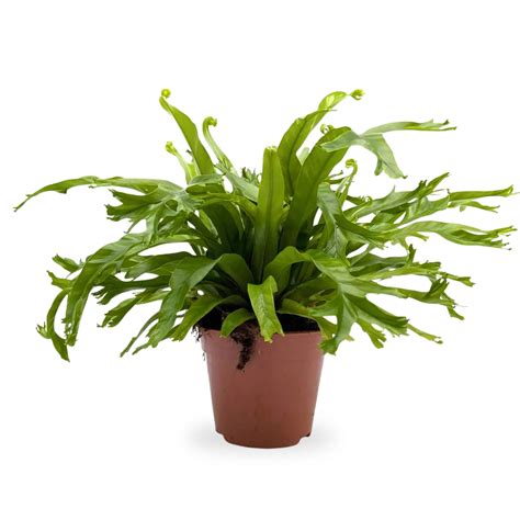 Asplenium Nidus Crissie Bird Nest Fern Leaf Culture