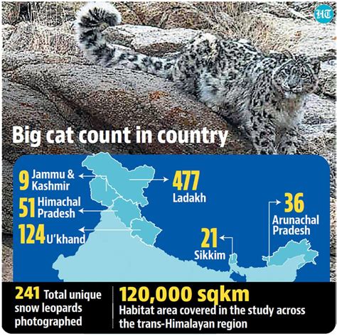 718 Snow Leopards In India Most In Ladakh Says Study India News