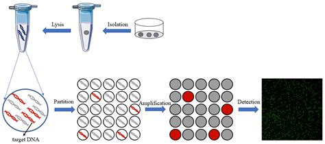 Digital Pcr For Single Cell Analysis