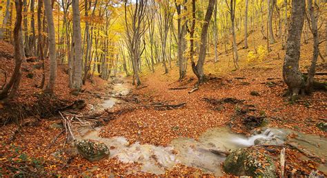 Temperate Deciduous Forest Location