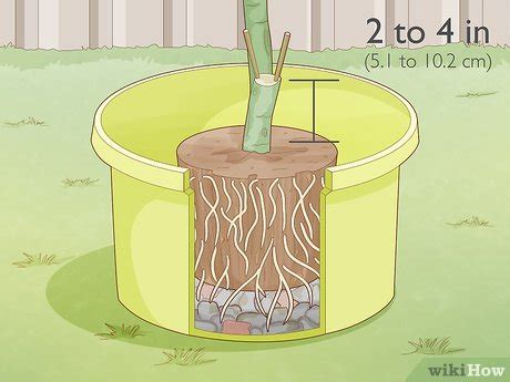 Easy Ways To Plant A Pear Tree WikiHow Life