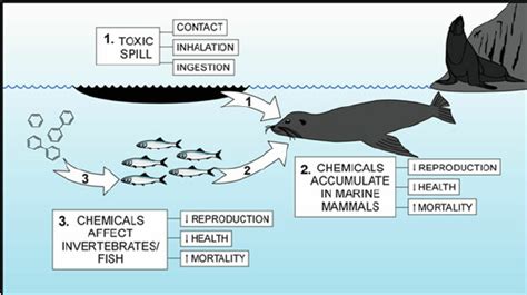 7 Galapagos Sea Lions And Several Other Species Of Epipelagic Marine