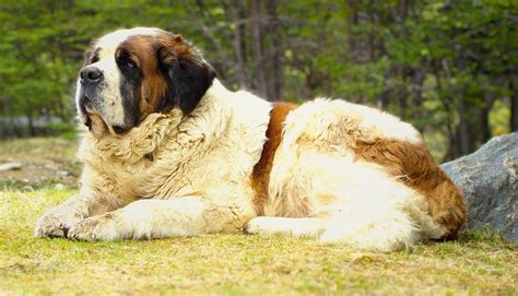 Biggest Dog Breed In The World By Weight At Eva Harpur Blog