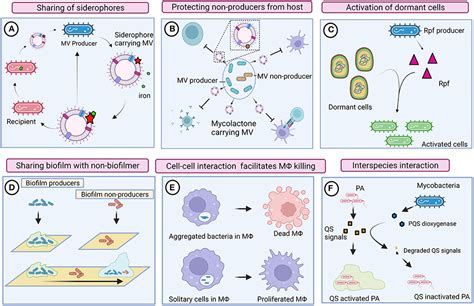 Frontiers Intercellular Communication And Social Behaviors In