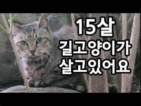 늙은 길고양이는 다시 만날수 있을까요 그리고 주인없는 집을 탐내는 동네 길고양이들 YouTube