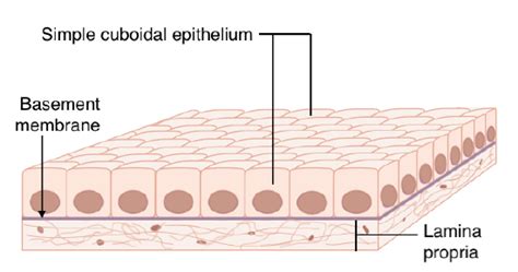3 3 Epithelial Tissue Medicine Libretexts