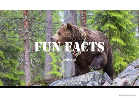 Fun Facts Animals English Esl Powerpoints