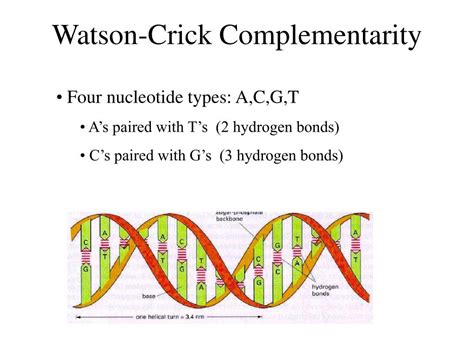 ppt exact and approximation algorithms for dna tag set design