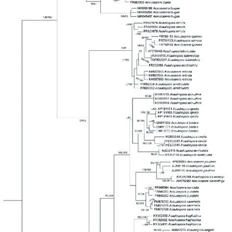 Phylogenetic Tree Using All Available Nrdna Sequences Partial Ssu