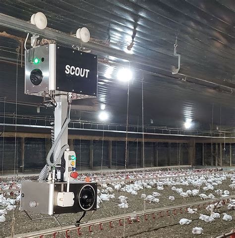 Cumberland Introduces Scout Robot To Promote Poultry Health And