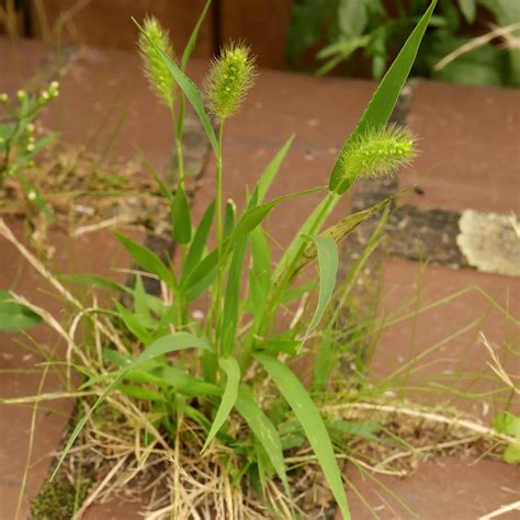 Green Foxtail Setaria Viridis