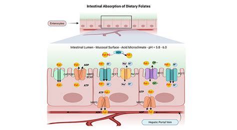 Intestinal Absorption Of Dietary Folates Fratnow