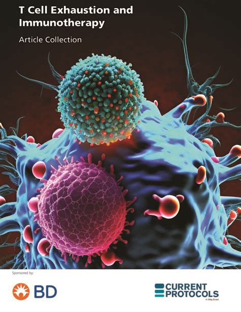 T Cell Exhaustion And Immunotherapy Wiley Science And Engineering