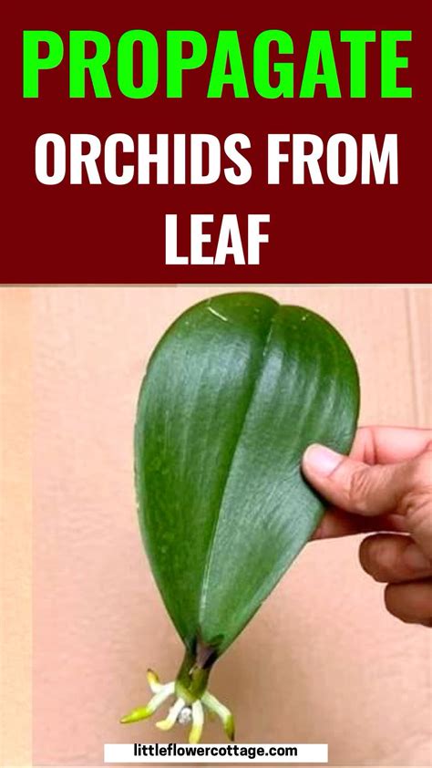 How To Propagate Orchids A Simple Step By Step Guide Orchid Plant