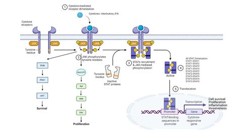 Generic Intracellular Stat Proteins Signaling Showing Activation And