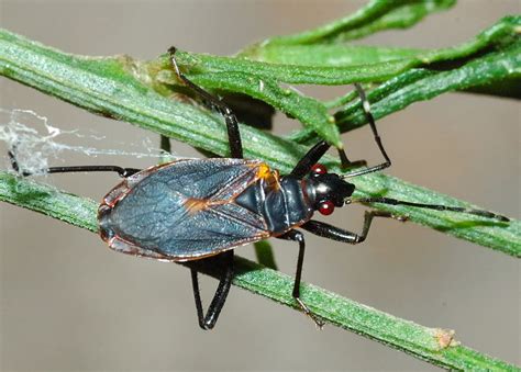 Blackfire Bug